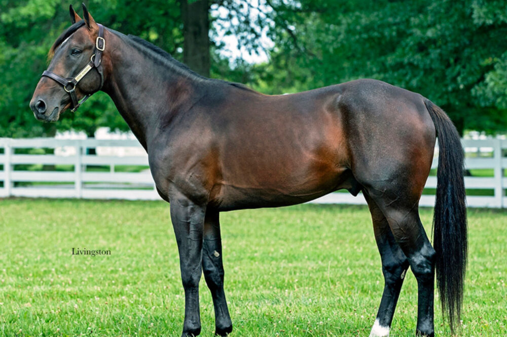 Empire Stallions – World Class Sires