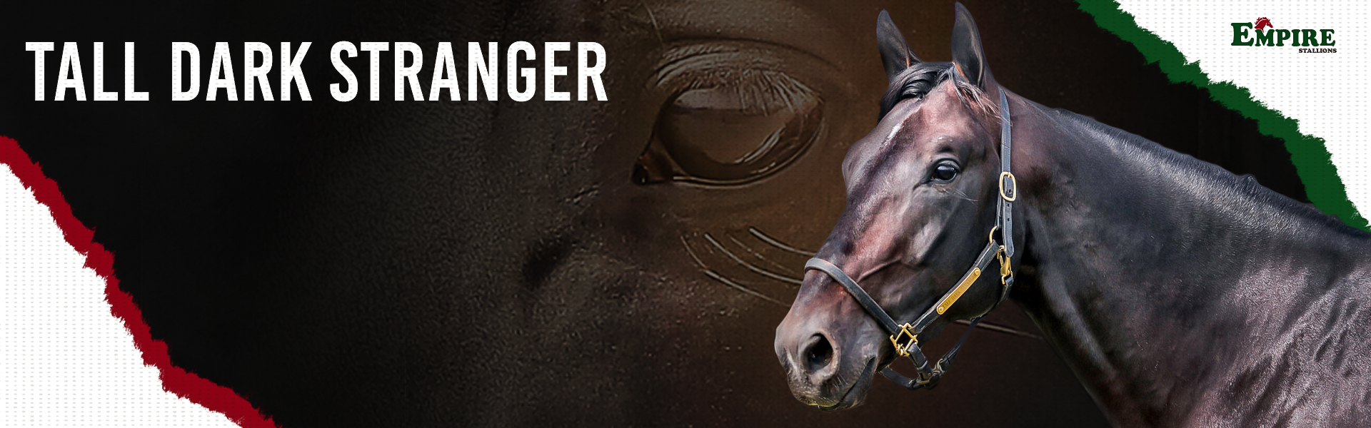 Tall Dark Stranger – Empire Stallions