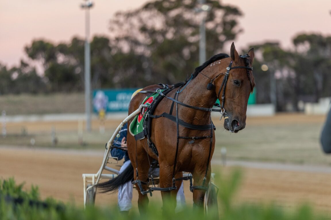 Empire Stallions – World Class Sires